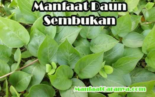 ️ Manfaat dan Khasiat Daun Sembukan untuk Mengatasi Perut Kembung ...