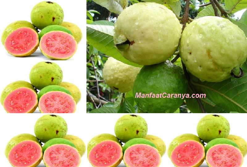 ️ Manfaat Jambu Biji untuk Kesehatan Jantung - MANFAATCARANYA.COM