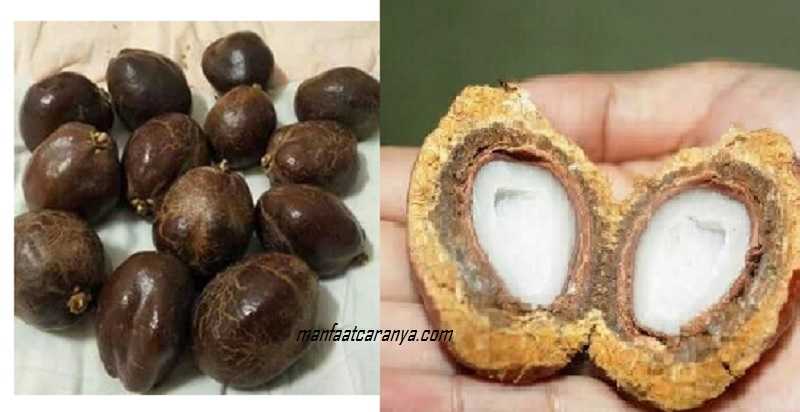 ️ 9 Manfaat Buah Zuriat dan Kandungannya - MANFAATCARANYA.COM