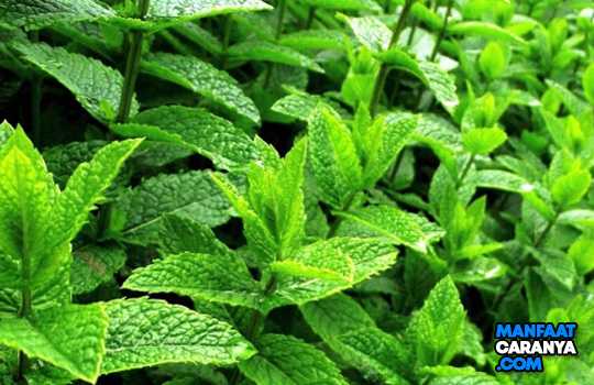 ️ Khasiat dan Manfaat Daun Mint untuk Kesehatan yang Perlu Diketahui ...