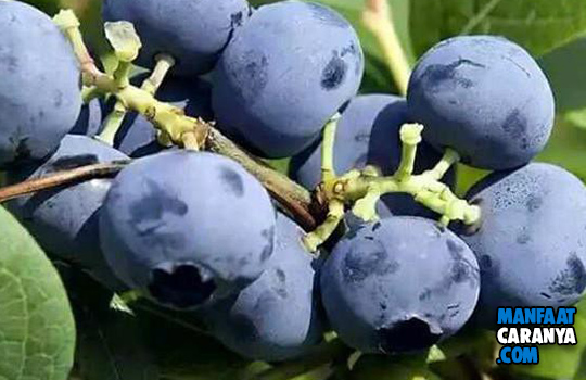 ️ 7 Manfaat Blueberry Yang Masih Tersembunyi - MANFAATCARANYA.COM