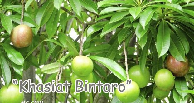️ 7 Manfaat dan Khasiat Bintaro yang Patut Anda Ketahui ...